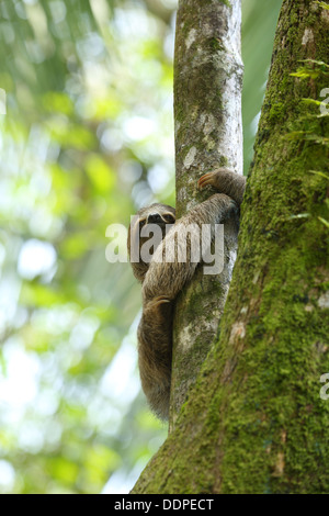 A young three-toed sloth in the Amazon rainforest of Peru is exciting ...