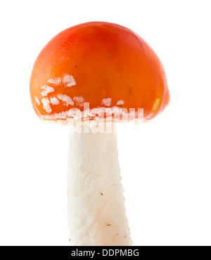 fly agarin isolated on white background Stock Photo - Alamy
