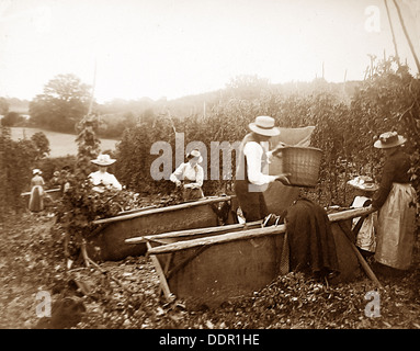 Hop Picking, Kent Stock Photo - Alamy