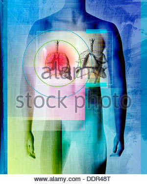 Human midsection with internal organs Stock Photo, Royalty Free Image ...