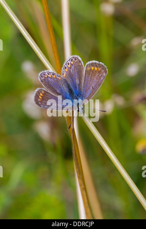 Female Common Blue butterfly Stock Photo - Alamy