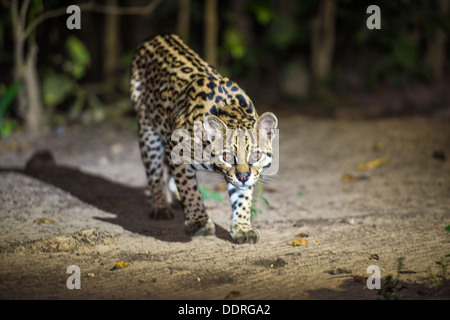 Ocelot emerging from forest at night Stock Photo - Alamy