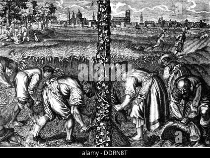 agriculture, farm labour, harvest, Roman harvest wagon, after relief at ...