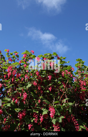 Flowering Current flowers Stock Photo - Alamy