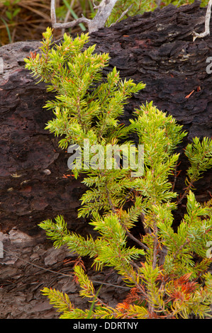 Warden Lake Trail, Banff National Park, Alberta, Canada Stock Photo - Alamy