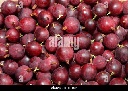 Gooseberries, 'Hinnomaki Red'. soft fruit Stock Photo - Alamy