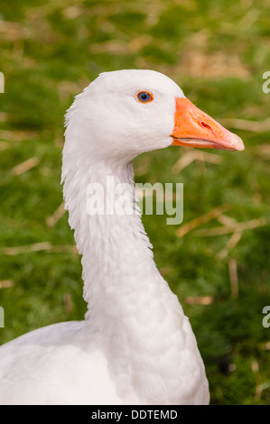 A White farm goose at Hazel Brow Farm in the village of Low Row in ...