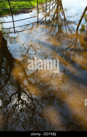 Rain puddle with refelctions, Sea Breeze Park, Brooklyn, New York ...