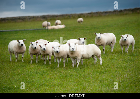 Beltex female sheep in fields. Aberdeen, Scotland Stock Photo - Alamy