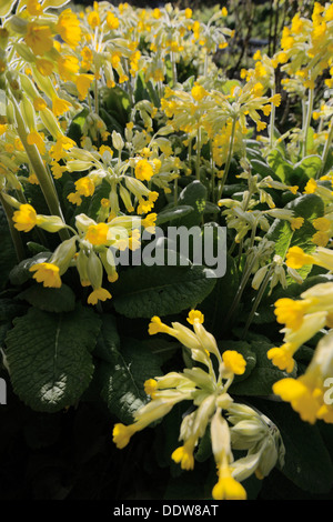 Cowslip (Primula veris), clump of cowslips, wildflowers growing in a ...