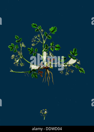 Helosciadium nodiflorum; Procumbent Water-Parsnip Stock Photo - Alamy