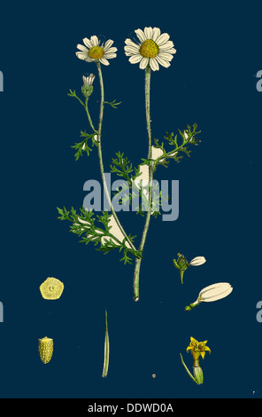 Anthemis Cotula; Stinking Mayweed Stock Photo - Alamy