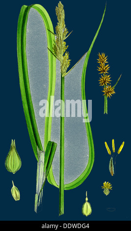 Carex vulpina; Great Sedge Stock Photo - Alamy