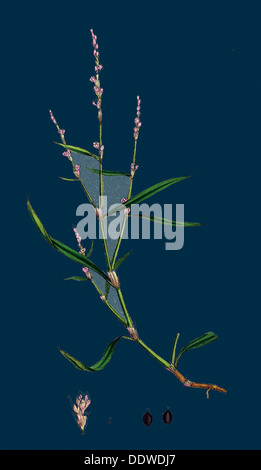 Polygonum minus; Small Persicaria Stock Photo - Alamy