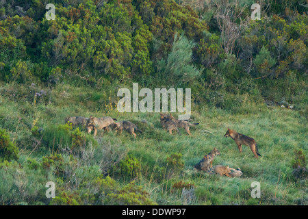 A 12-strong Iberian Wolf (Canis lupus signatus) pack playing in a ...