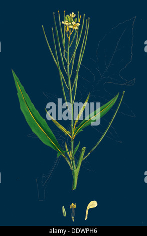 Sisymbrium Irio; London Rocket Stock Photo - Alamy