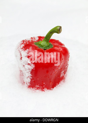 Pepper on snow Stock Photo - Alamy