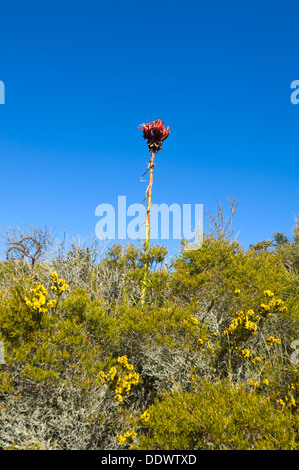 Gymea Lily (Doryanthes excelsa), Royal National Park, Sydney, Australia ...