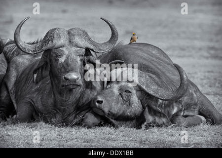 Back view of African buffalo in savannah Stock Photo - Alamy
