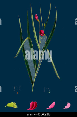 Lathyrus Nissolia; Grass-leaved Vetchling Stock Photo - Alamy