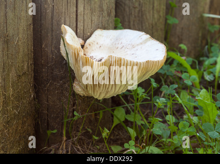 Scaly lentinus or Train wrecker (Neolentinus lepideus formerly Stock ...