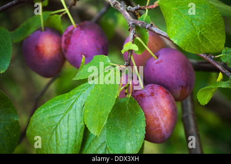 Ripe red plums on the branch with dew droplets in the garden Stock ...