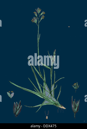Triodia decumbens; Decumbent Heath-grass Stock Photo - Alamy