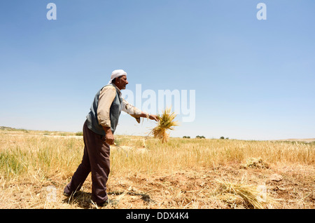 Manual wheat harvesting with a sickle Stock Photo - Alamy