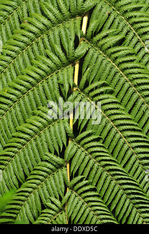 Silver Tree Fern (Cyathea dealbata) group near trail in subtropical ...