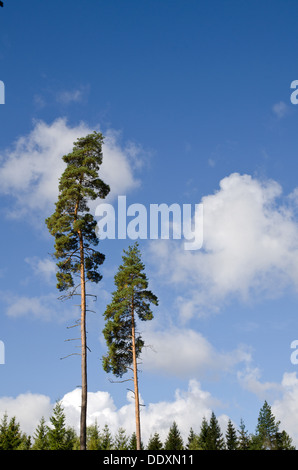 Natural view of tall pine trees in a forest in the countryside Stock ...