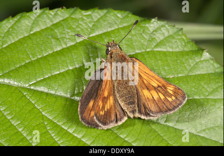 A close-up shot of a silver-spotted skipper (Epargyreus clarus ...