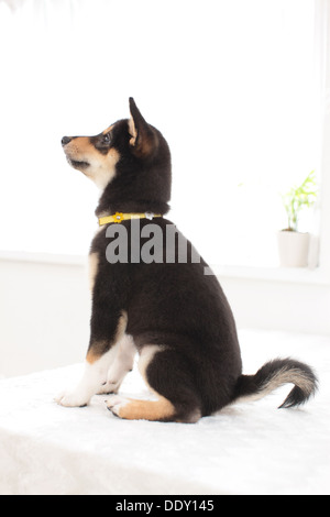 2 Shiba Inu Stock Photo - Alamy