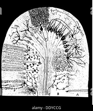 NERVE FIBER, DRAWING Stock Photo - Alamy