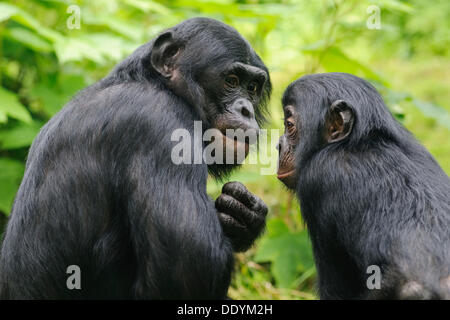 bonobo, pygmy chimpanzee (Pan paniscus), female, with swollen genitals ...