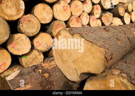 Sawmill, timber trade, logs, timber storage, timber, lumber, Vorarlberg ...