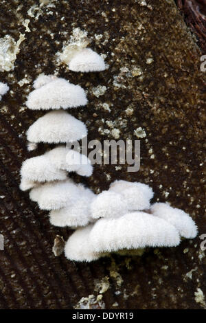 Schizophyllum commune, Split Gill Fungus, Fungi or Split Gill Mushrooms ...