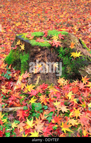 Rain falling on Japanese Maple leaves in autumn, Louisville, Kentucky ...