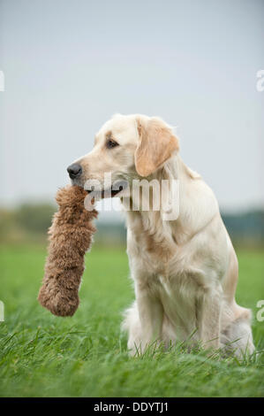 Golden Retriever retrieve Dummy Stock Photo - Alamy