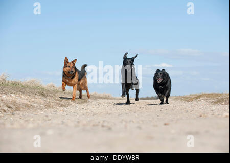 Three galloping dogs Stock Photo - Alamy