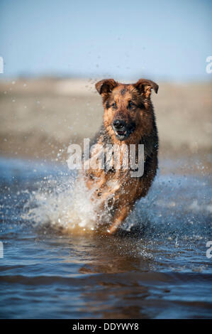 German Shepherd running in lake Stock Photo - Alamy
