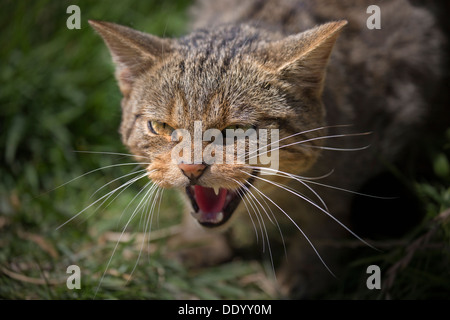 Scottish Wildcat Snarling Stock Photo - Alamy
