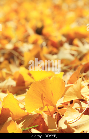Close-up of fallen ginkgo leaves in autumn Stock Photo - Alamy