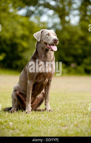 sitting Labrador Retriever Stock Photo - Alamy