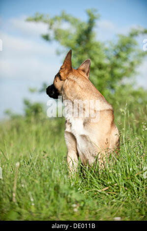 Belgian shepherd Malinois looking backwards curiously, isolated on ...