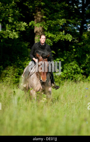 Woman riding a Belgian Draft horse Stock Photo - Alamy
