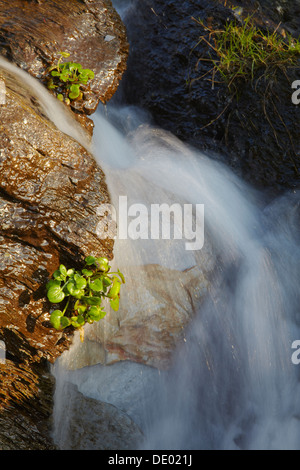 Waterfall above the beach at Rockham Bay, nr Mortehoe, nr Woolacombe ...