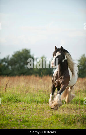 trotting Irish Tinker Stock Photo - Alamy