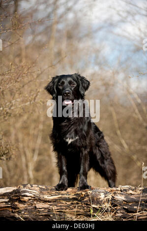A mixed breed dog standing on some rocks by the sea at dawn Stock Photo ...