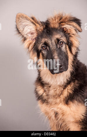 German Shepherd dog, on colored background Stock Photo - Alamy