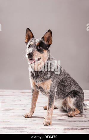sitting Australian Cattle Dog Stock Photo - Alamy
